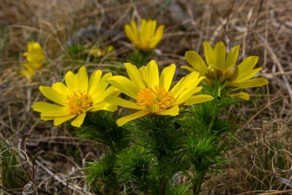 L'adonis : tout savoir sur cette plante toxique