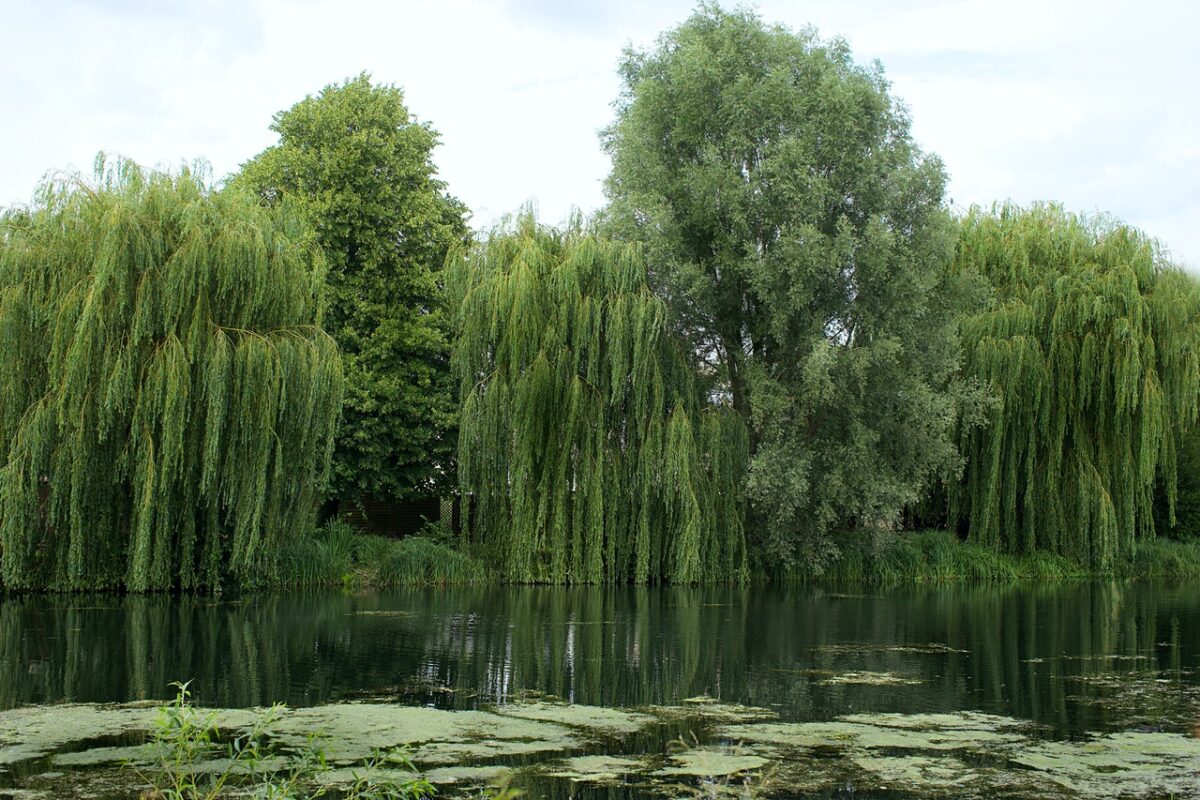 Bien choisir son saule pleureur : variété, âge et tarifs
