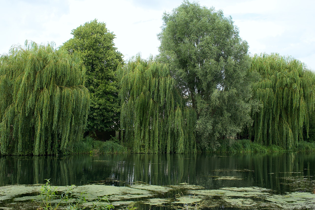Bien choisir son saule pleureur : variété, âge et tarifs